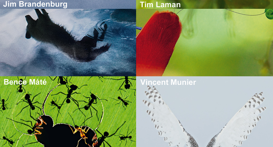 News Condat Silk Paper Tames the Wild in Photographs from the Natural ...